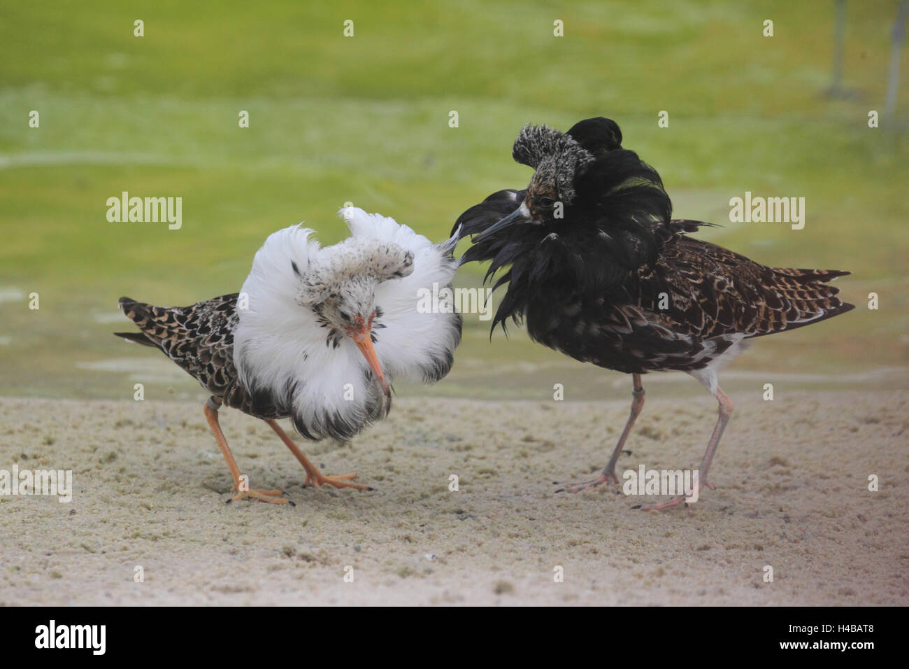 Ruff hi-res stock photography and images - Alamy