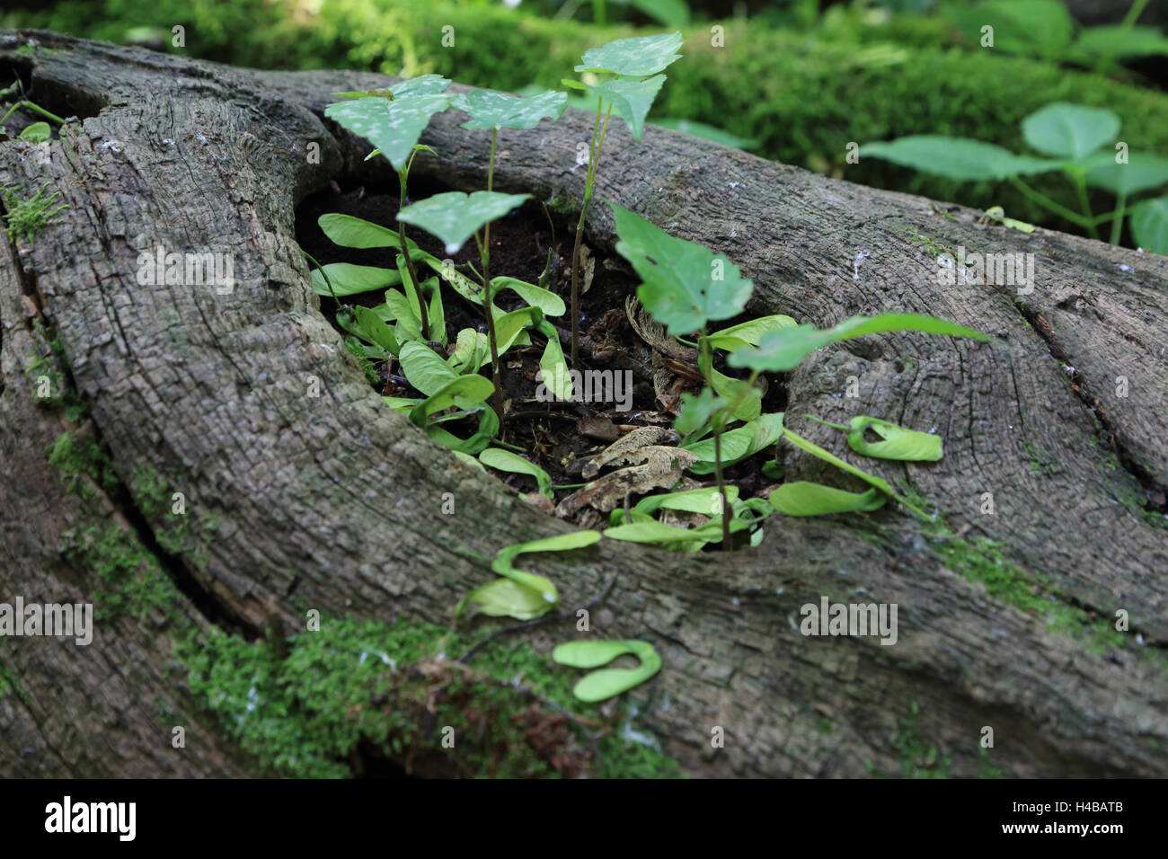 Tree sprout hi-res stock photography and images - Alamy