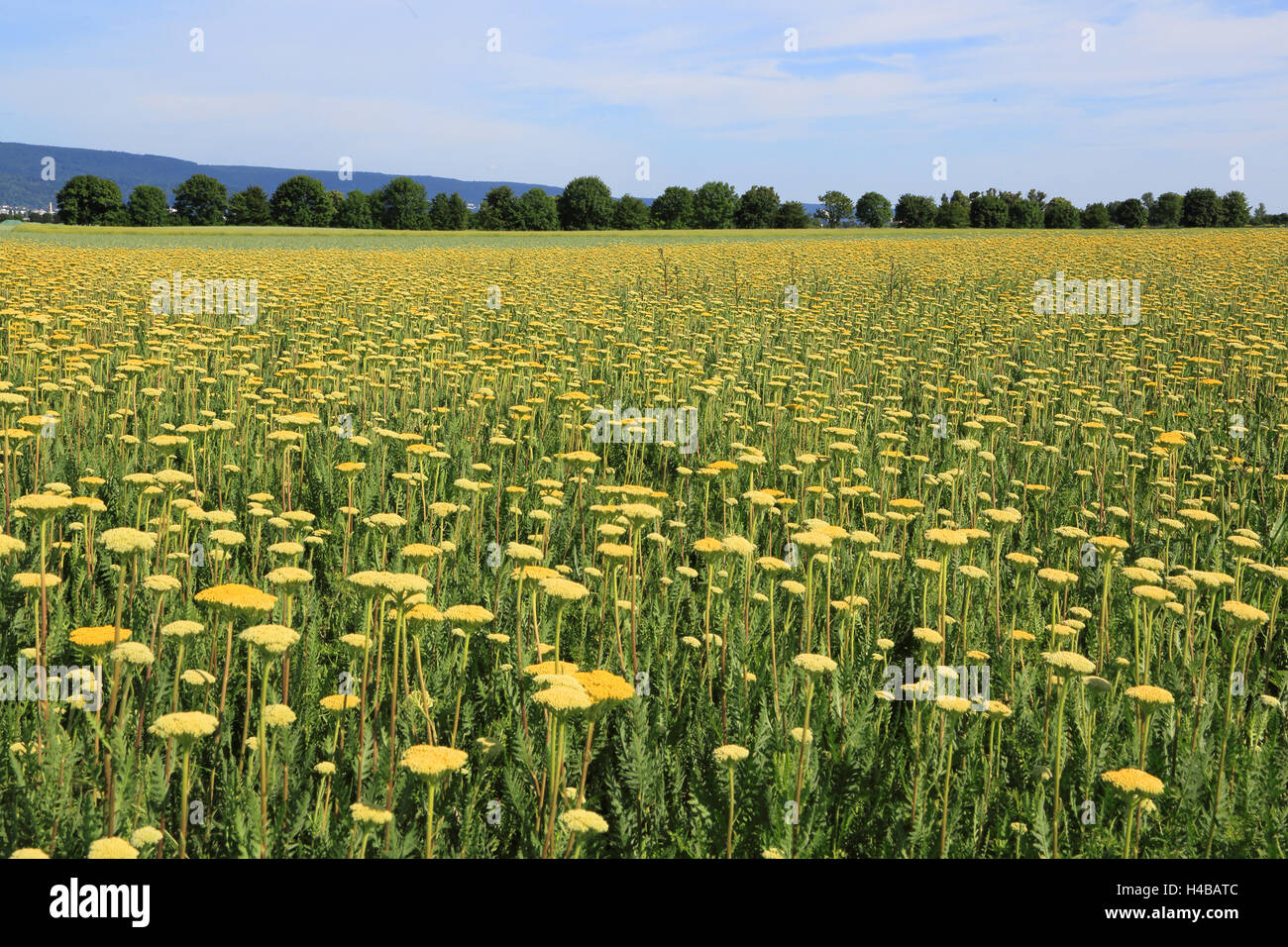 Field with yarrow, Achillea filipendulina Stock Photo - Alamy