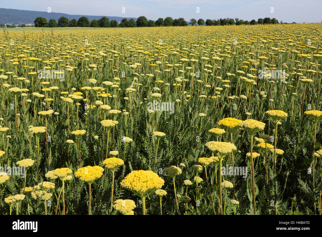 Field with yarrow, Achillea filipendulina Stock Photo - Alamy