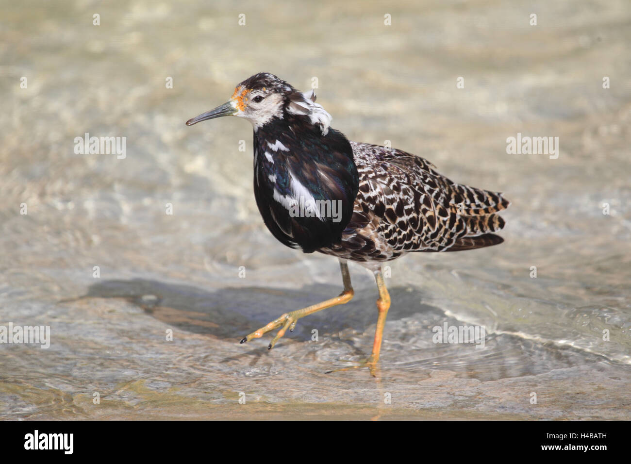 Ruff, male, Philomachus pugnax Stock Photo - Alamy