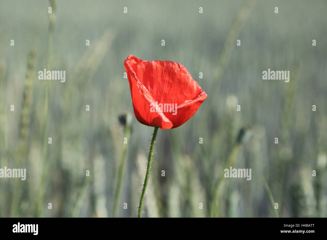 Clap poppy seed field hi-res stock photography and images - Alamy