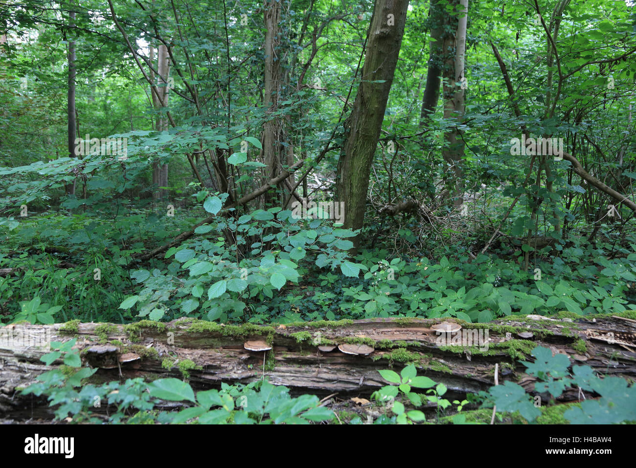 Meadow scenery in summer Stock Photo - Alamy