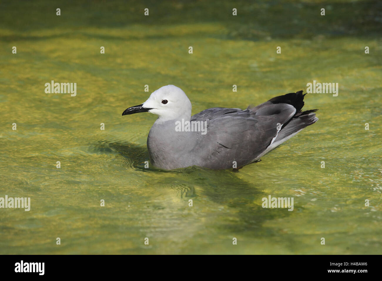 Grey gull, Leucophaeus modestus Stock Photo - Alamy
