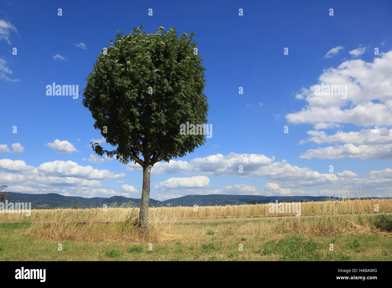 Ash lane hi-res stock photography and images - Alamy