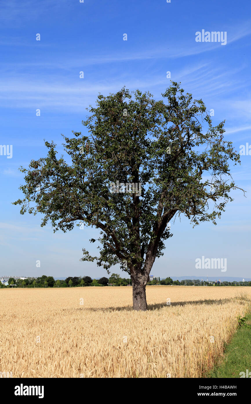 Walnut tree scenery hi-res stock photography and images - Alamy