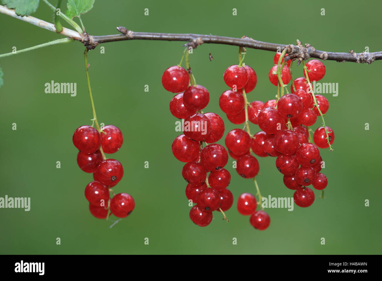 Red currant, Ribes rubrum Stock Photo - Alamy