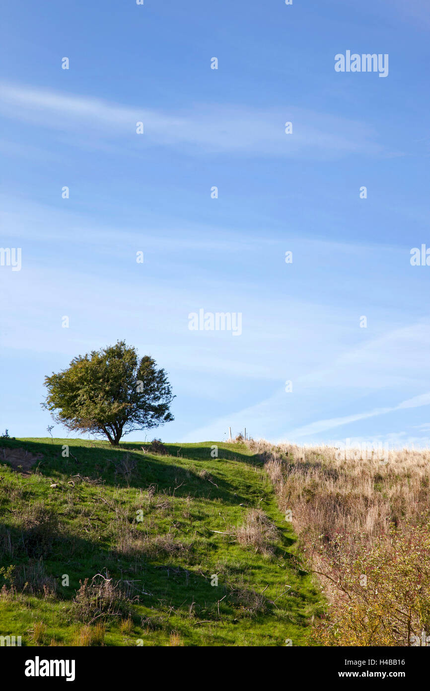 Tree, grass, landscape, hill Stock Photo - Alamy