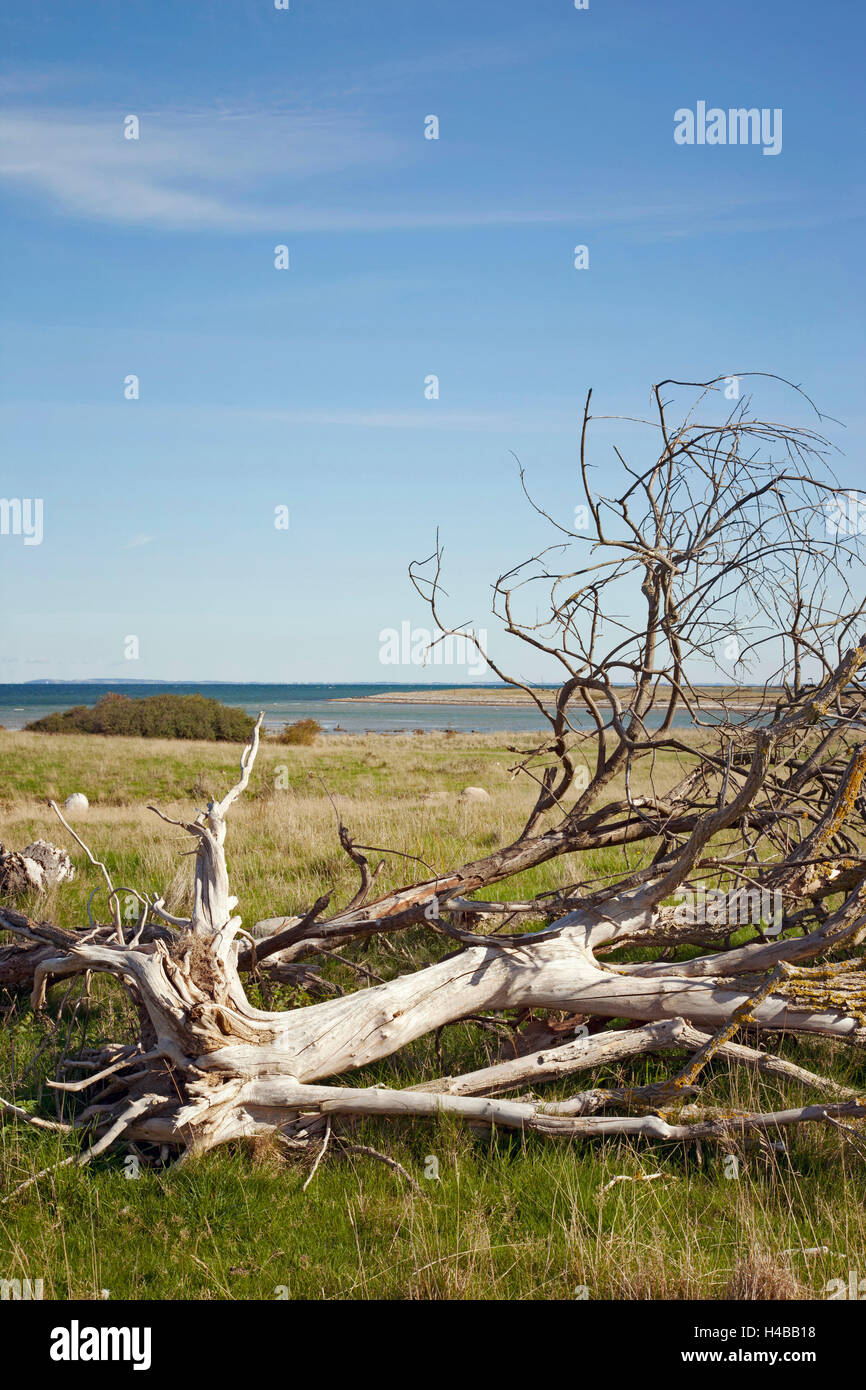 Tree, dead, fallen down, grass, landscape, vastness Stock Photo - Alamy