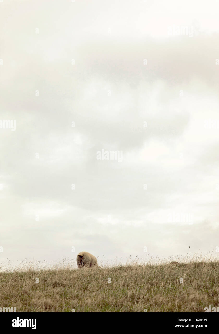 Sheep, meadow, animals, landscape, Fyn Stock Photo - Alamy