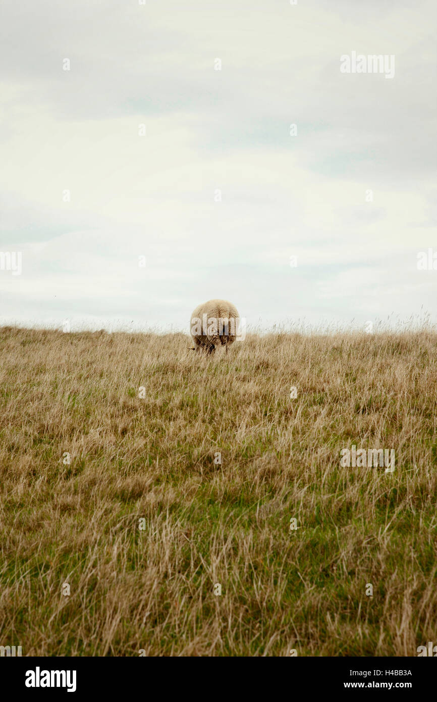 Sheep, meadow, animals, landscape, Fyn Stock Photo - Alamy