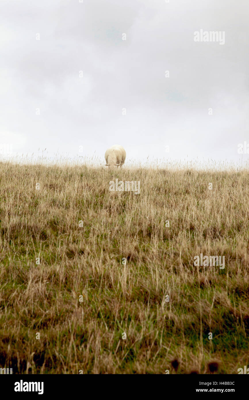 Sheep, meadow, animals, landscape, Fyn Stock Photo - Alamy