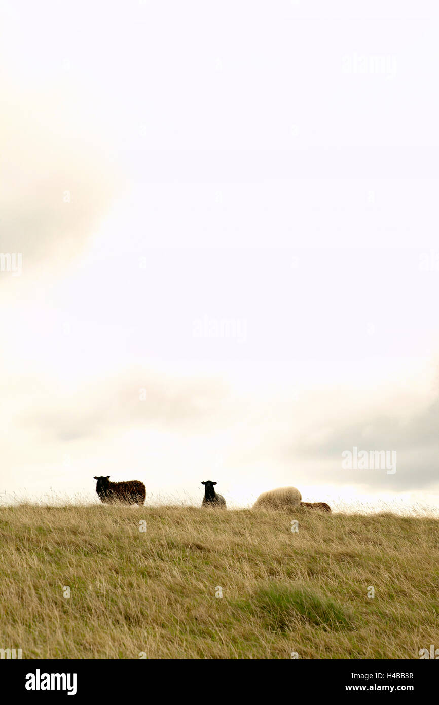 Sheep, meadow, animals, landscape, Fyn Stock Photo - Alamy