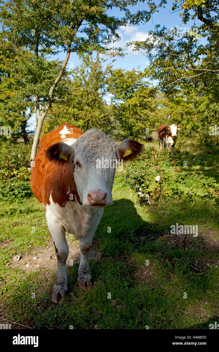 Cow, meadow, trees, animals, landscape Stock Photo - Alamy