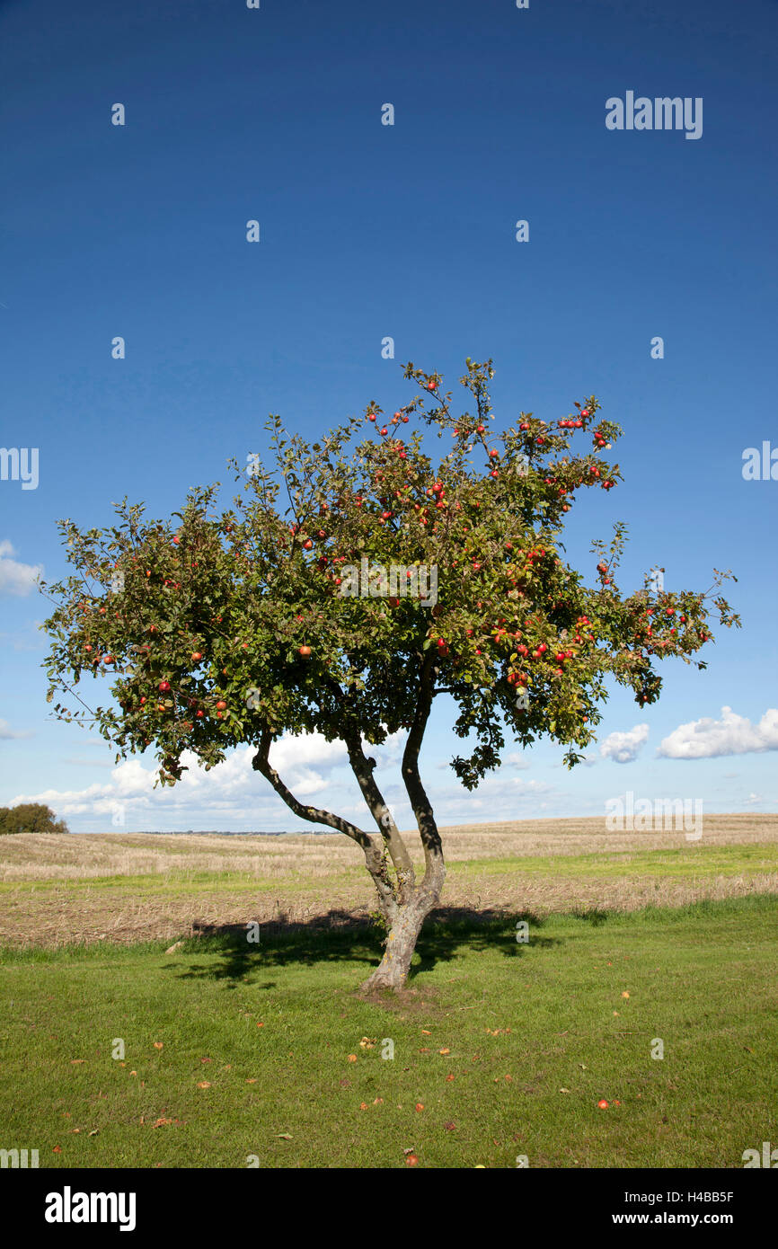 Field, apple tree, fruit, landscape Stock Photo - Alamy