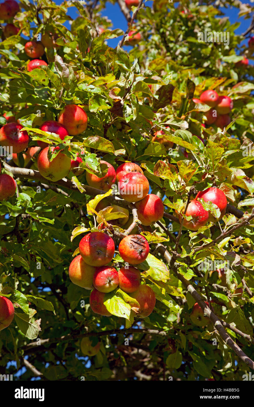 Apple tree, fruit, sky, harvest Stock Photo - Alamy