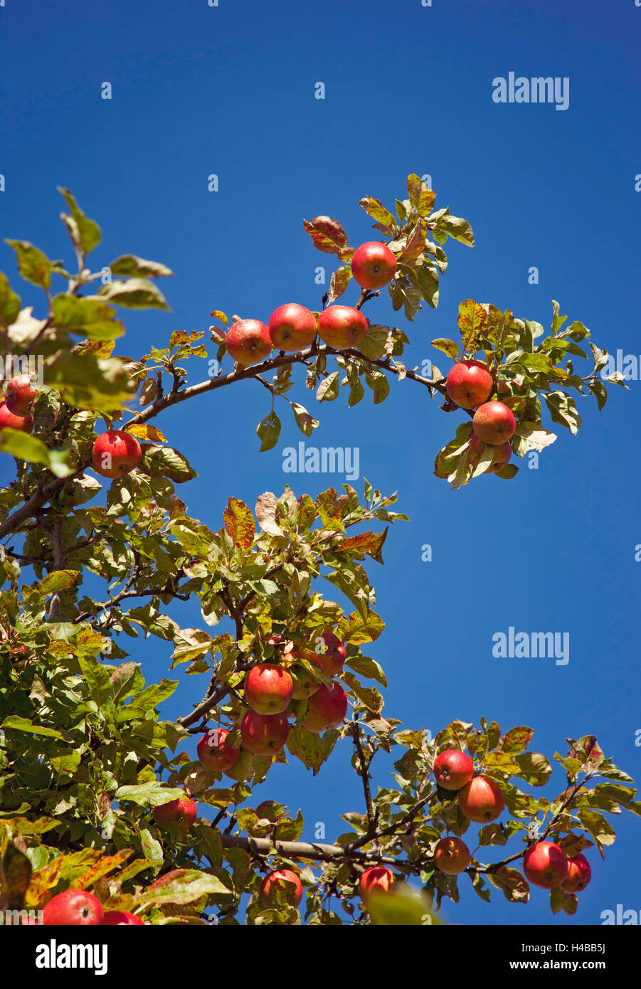 Apple tree, fruit, sky, harvest Stock Photo - Alamy