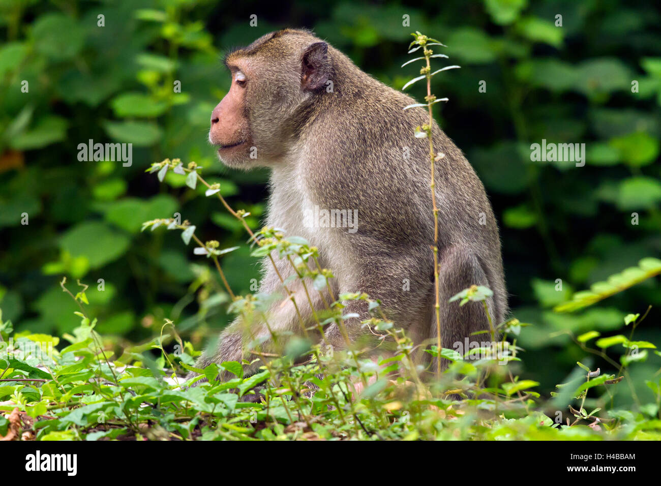 Male rhesus macaque (Macaca mulatta), Kaeng Krachan National Park ...