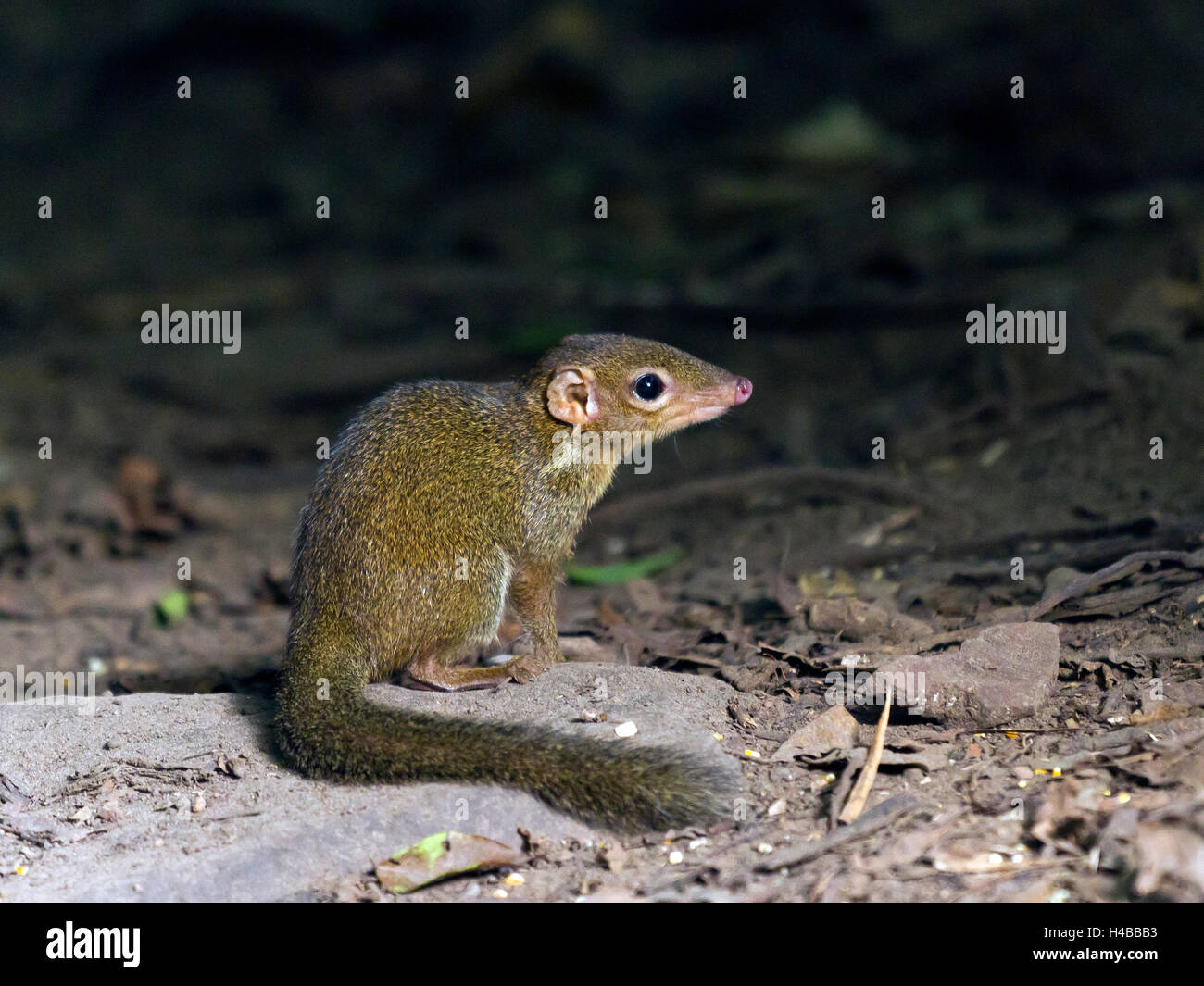 Common treeshrew (Tupaia glis), Kaeng Krachan National Park ...