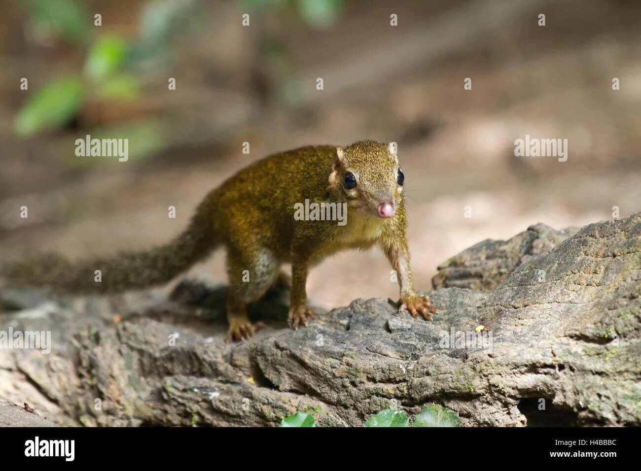 Treeshrew hi-res stock photography and images - Alamy