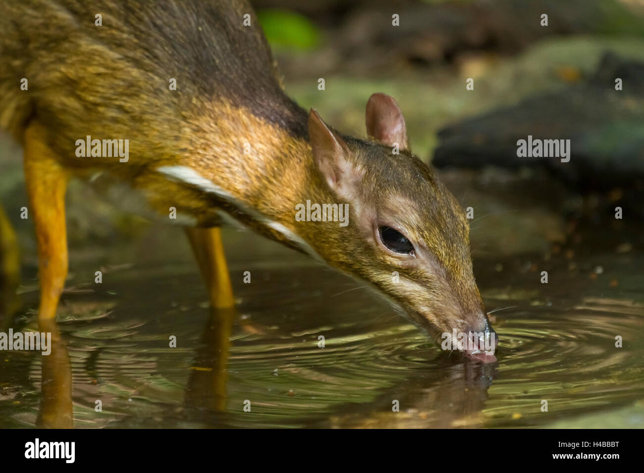 Kanchil hi-res stock photography and images - Alamy