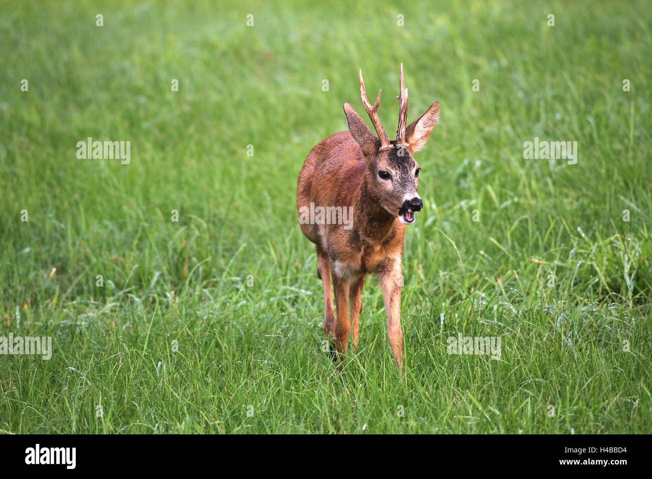 Roebuck (Capreolus capreolus) in the summer mating season, shouting ...