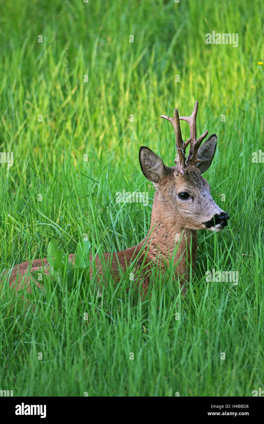 Roebuck (Capreolus capreolus), wire loop in antler, lying in the grass ...