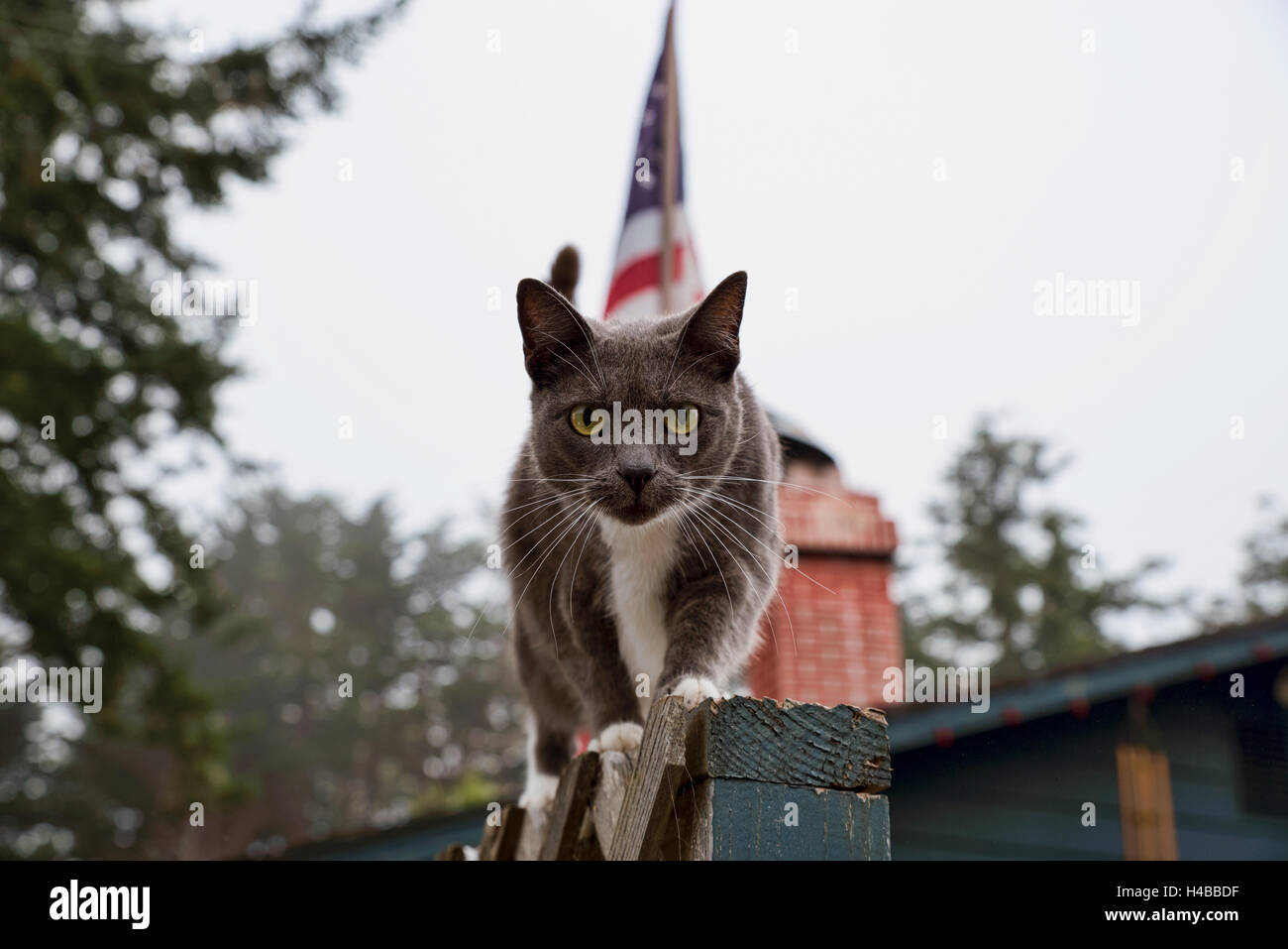 Prowling cat hi-res stock photography and images - Alamy