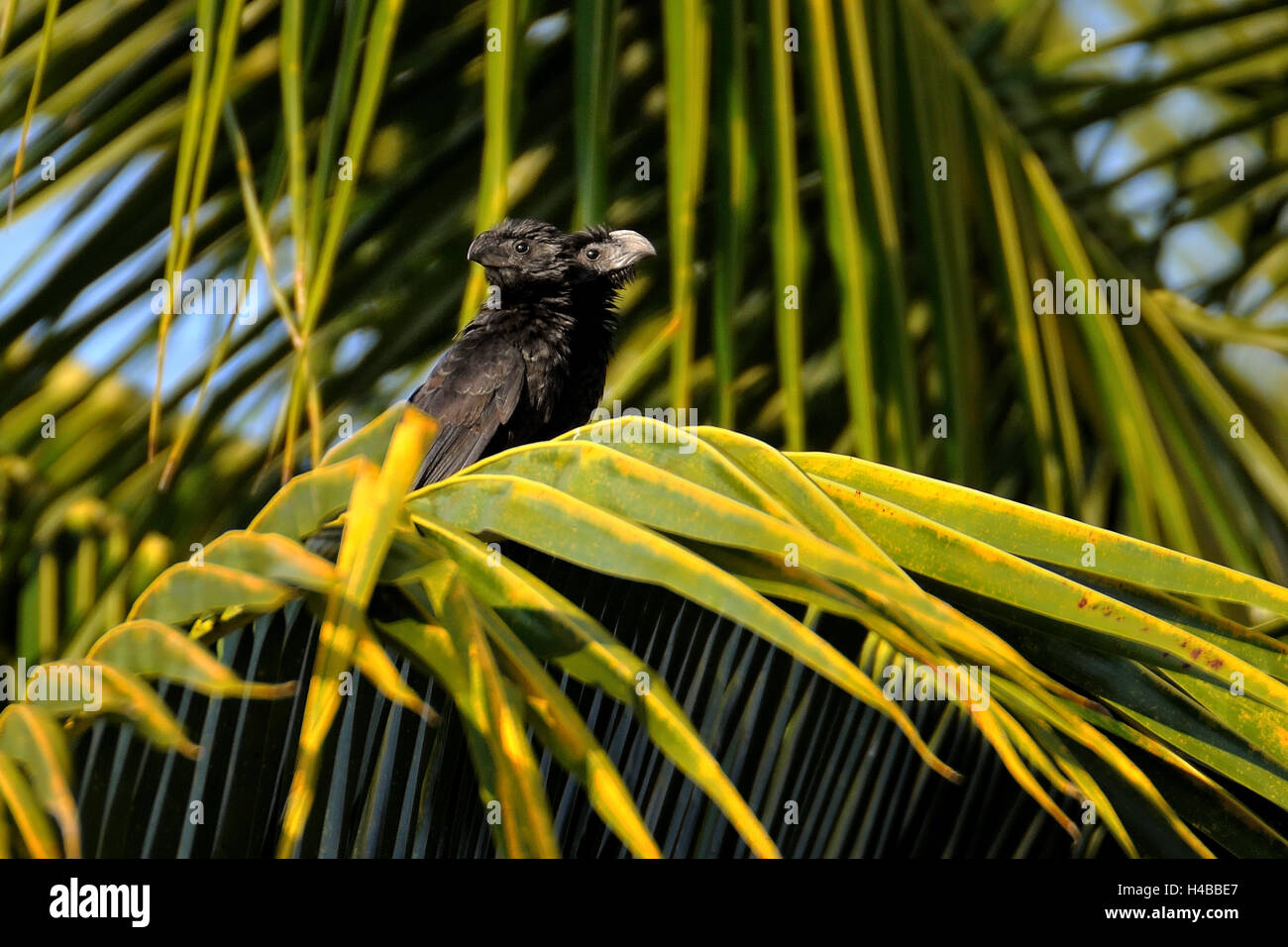 Two headed animal hi-res stock photography and images - Alamy
