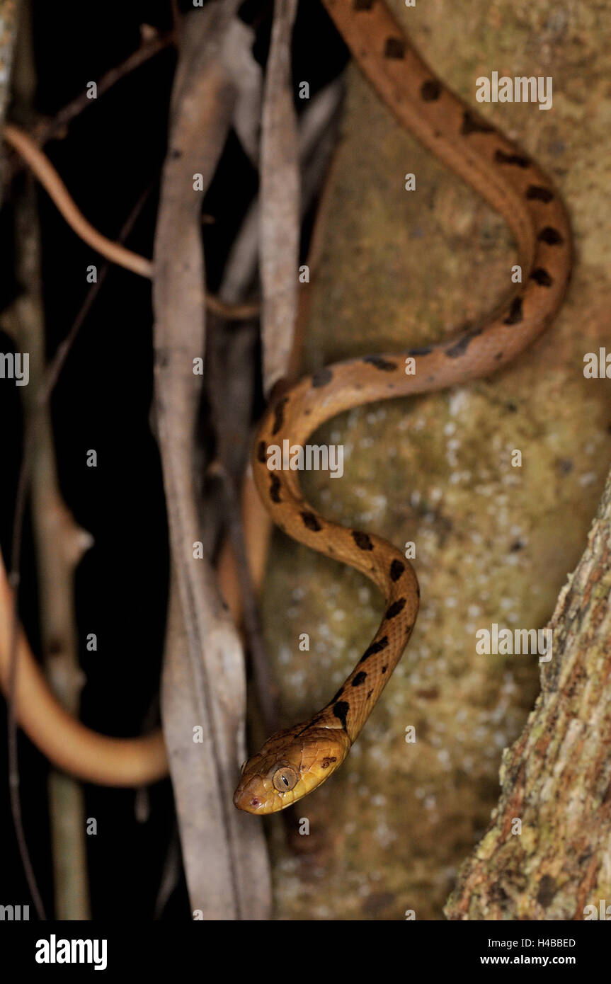Banded tree snake hi-res stock photography and images - Alamy