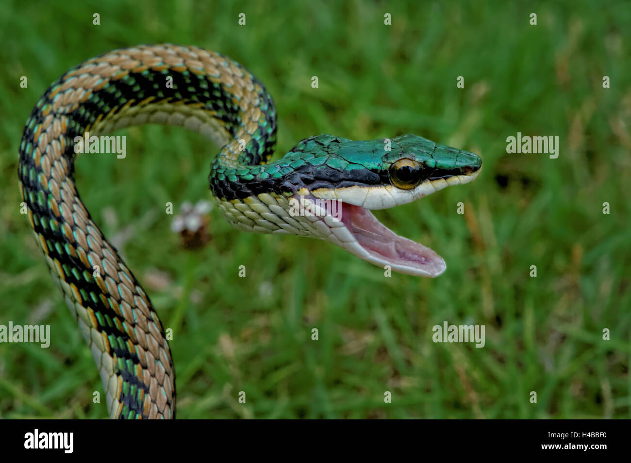 Mexican parrot snake, (leptophis mexicanus), Corozal District, Belize ...