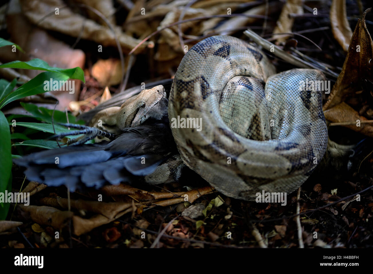 Constrictor Prey High Resolution Stock Photography and Images - Alamy