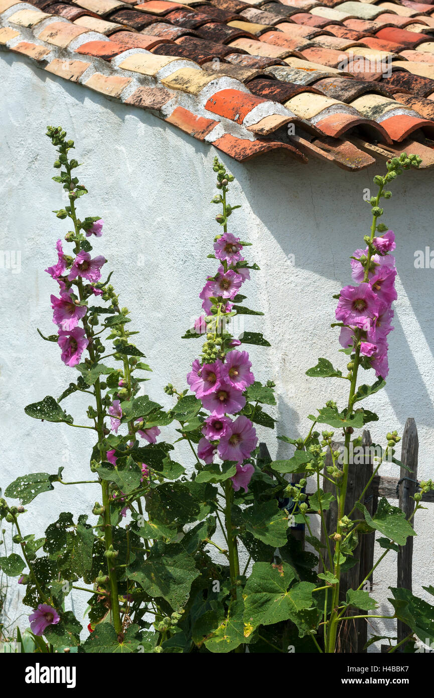 Blooming pink hollyhocks (Alcea rosea) against house outerwall, Vandee ...