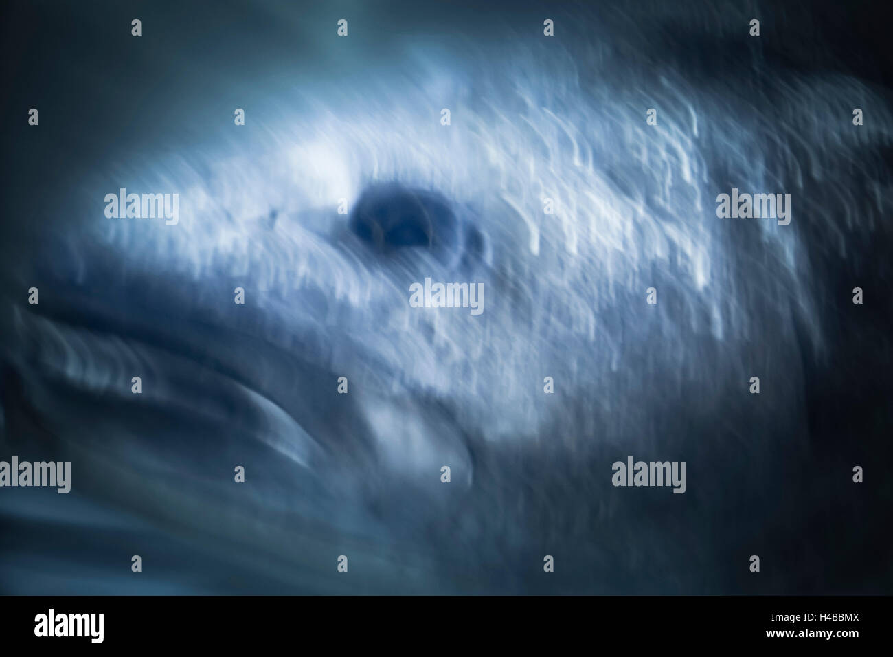 Kob fish hi-res stock photography and images - Alamy