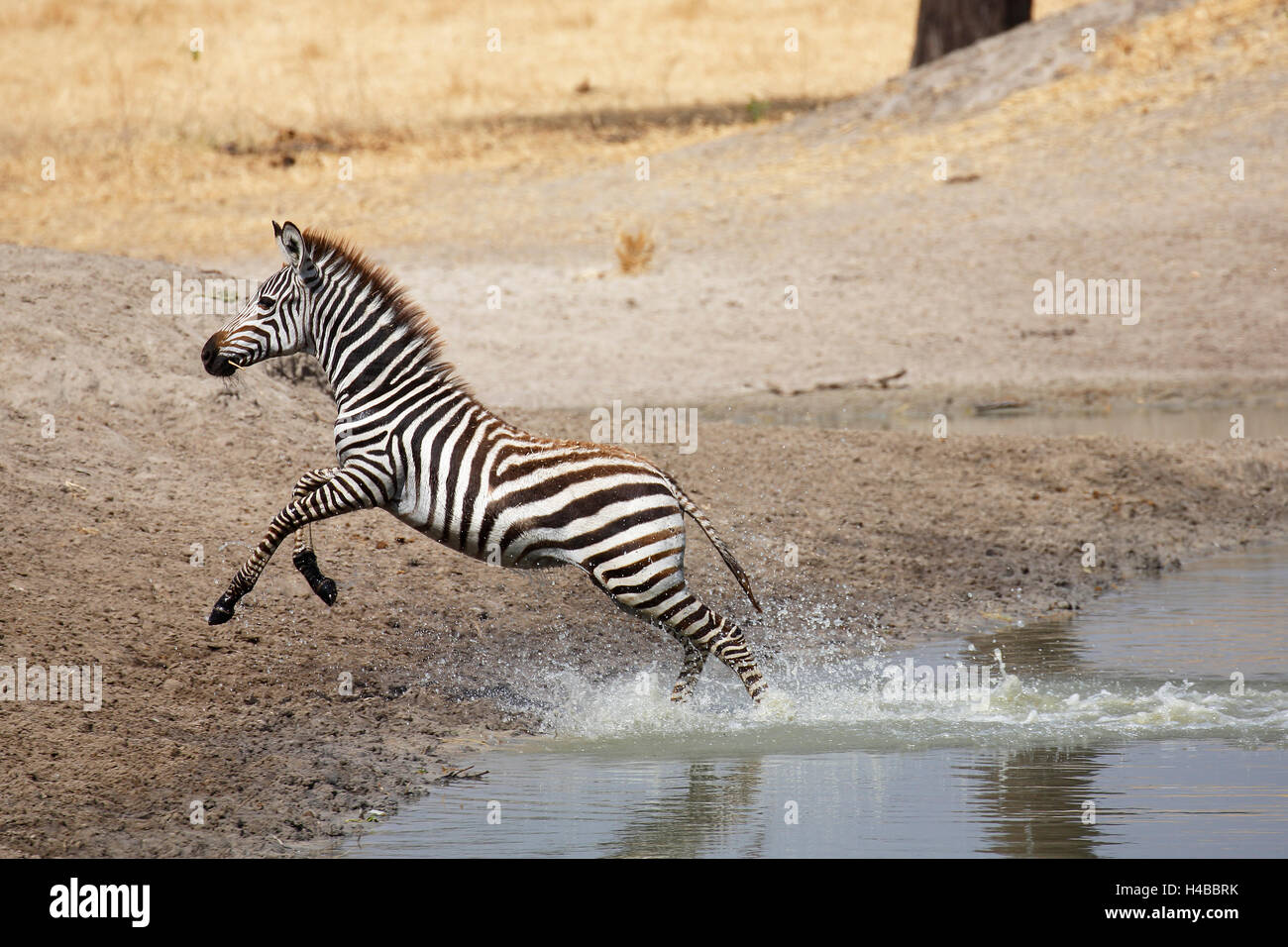 Leaping into water hi-res stock photography and images - Alamy