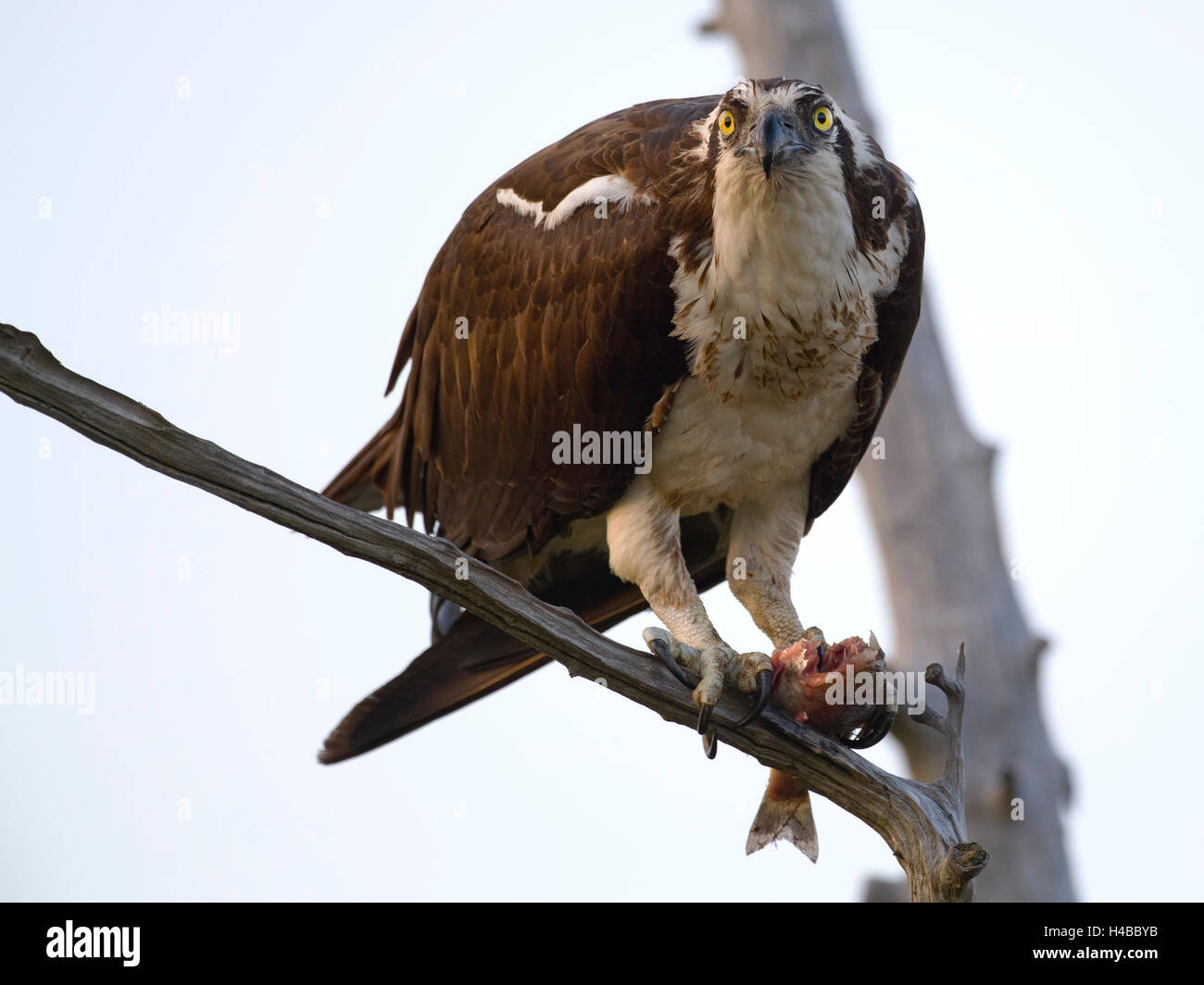 Fish eating hawk hi-res stock photography and images - Alamy