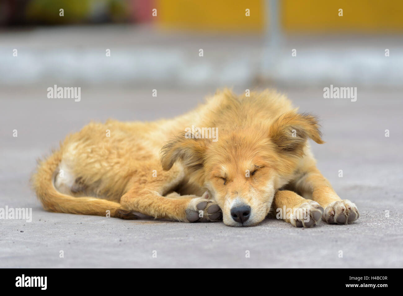 Street dog hi-res stock photography and images - Alamy