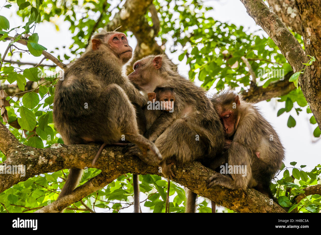 Rhesus macaques (Macaca mulatta) sitting huddled on tree branch ...