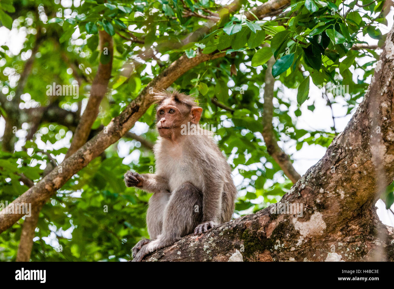 Rhesus macaque (Macaca mulatta) sitting on branch, Mudumalai National ...