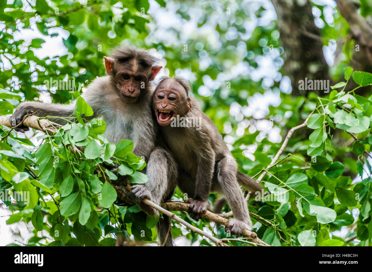 Macaque scream hi-res stock photography and images - Alamy