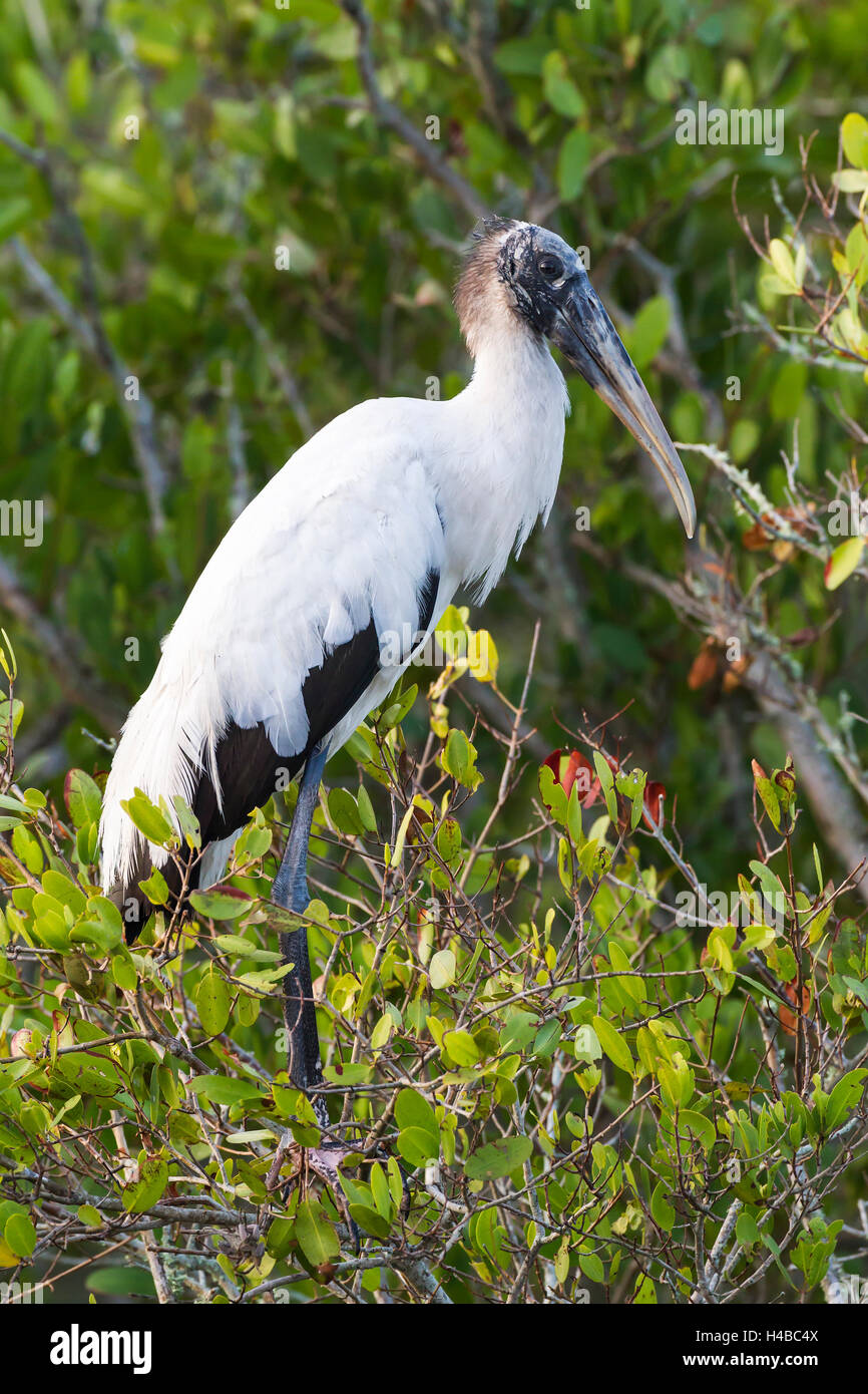 Mycteria americana florida hi-res stock photography and images - Alamy