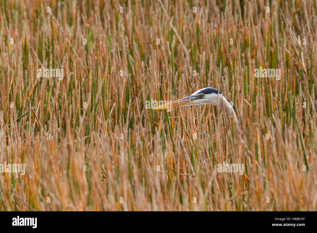 Tall reeds and grass hi-res stock photography and images - Alamy