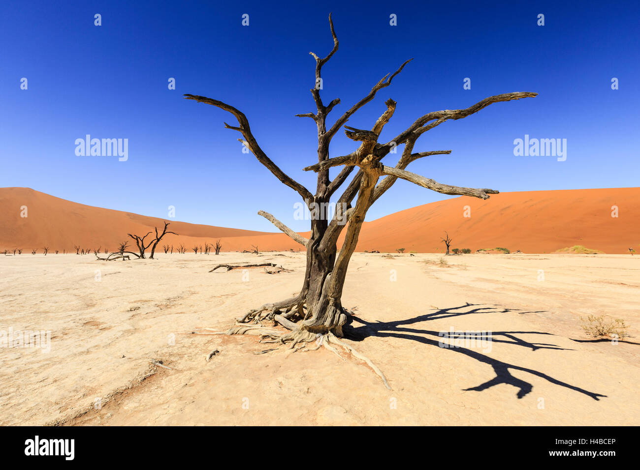 Dead trees in Dead Vlei, Sossusvlei, Namib Desert, Namib-Naukluft ...