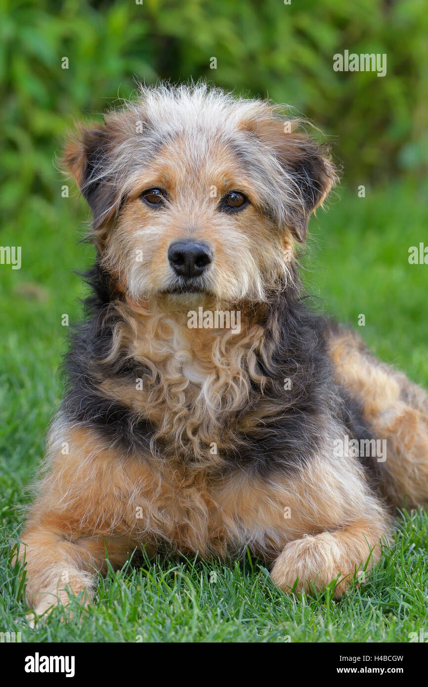 Barak hound hi-res stock photography and images - Alamy