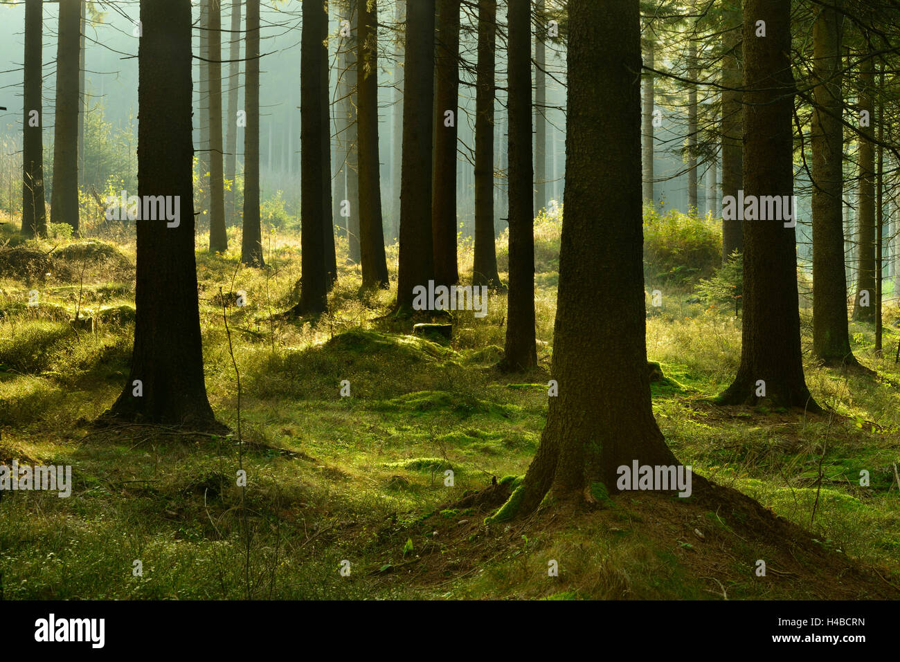 Thuringia thuringian forest hi-res stock photography and images - Alamy