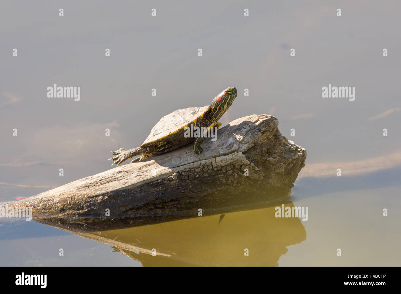 Juvenile Red-eared Slider, (Trachemys scripta elegans), basking at Rio ...