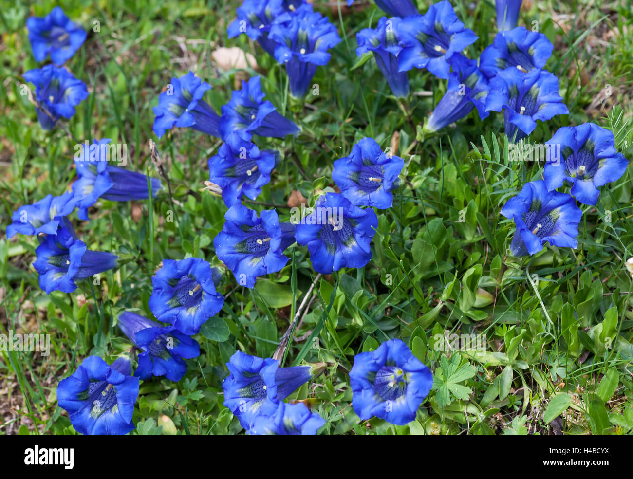 Alpine plant hi-res stock photography and images - Alamy