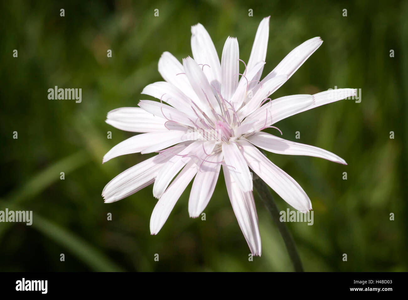 Alpine plant hi-res stock photography and images - Alamy