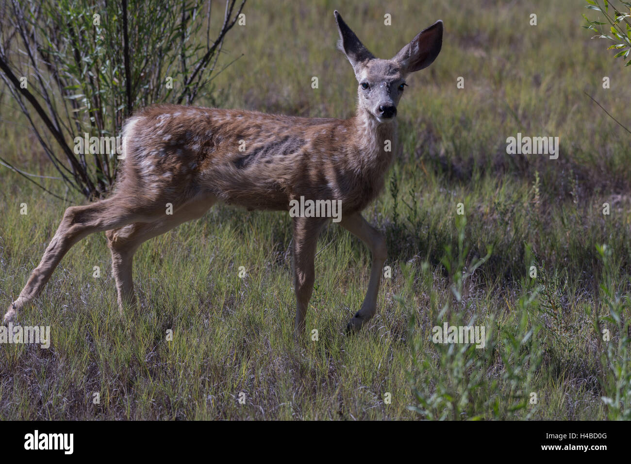 Mule deer with fawn hi-res stock photography and images - Alamy