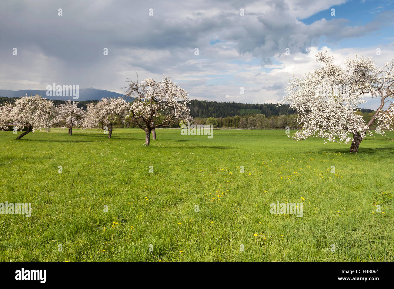 Blossoming fruit trees hi-res stock photography and images - Alamy